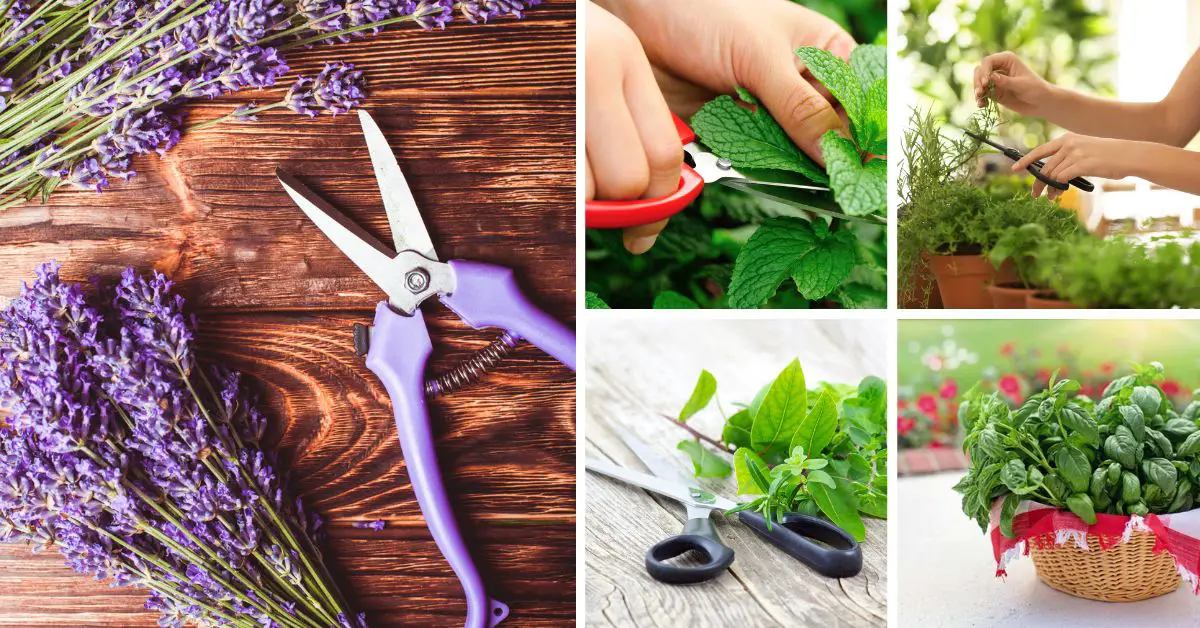 15 herbes à propager à partir de boutures et comment le faire - les ...