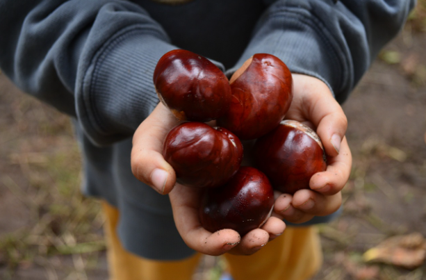 Savez-vous pourquoi nos grands-mères avaient toujours quelques marrons ...