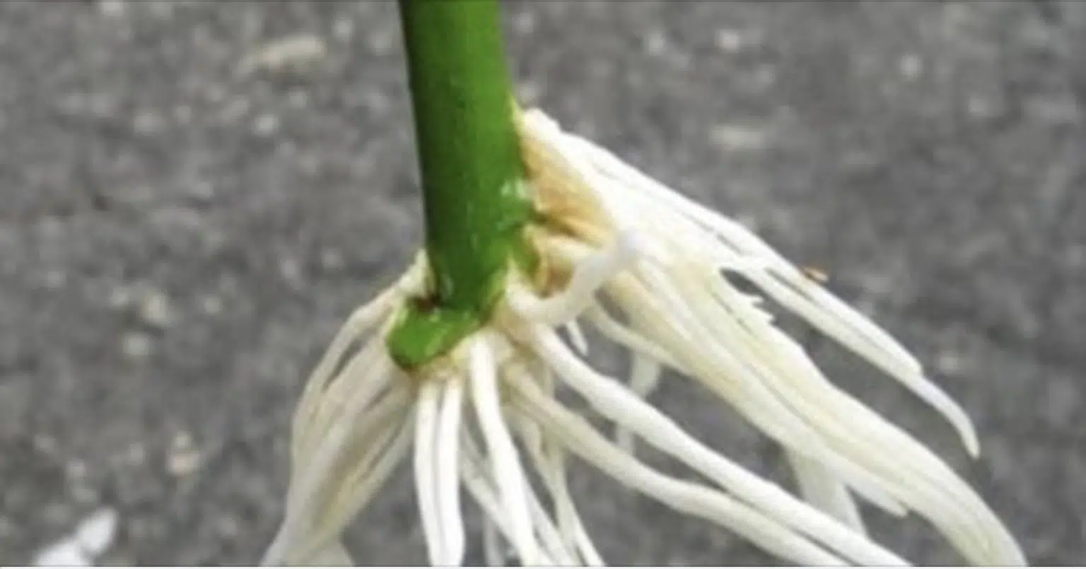Ajoutez une cuillère à café dans un litre d'eau : Grâce à cette ...