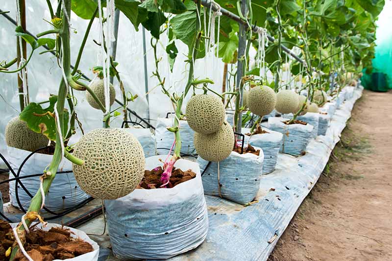 Comment faire pousser du melon à la maison dans des conteneurs - les ...