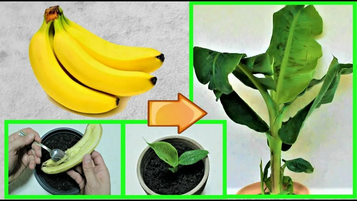 Cultiver un bananier à partir d’une banane : un guide étape par étape ...