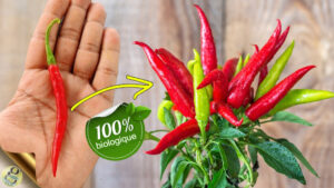Piment en pot, comment le cultiver en suivant ces conseils utiles - les ...