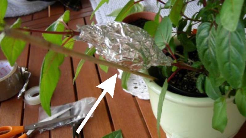 Plantes : faites comme tout le monde et mettez du papier aluminium dans ... Plantes : faites comme tout le monde et mettez du papier aluminium dans ...
