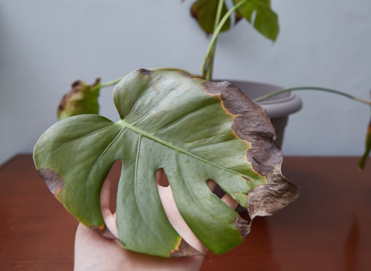 Les taches noires sur le monstera sont un mauvais signe. Avant de ... Les taches noires sur le monstera sont un mauvais signe. Avant de ...