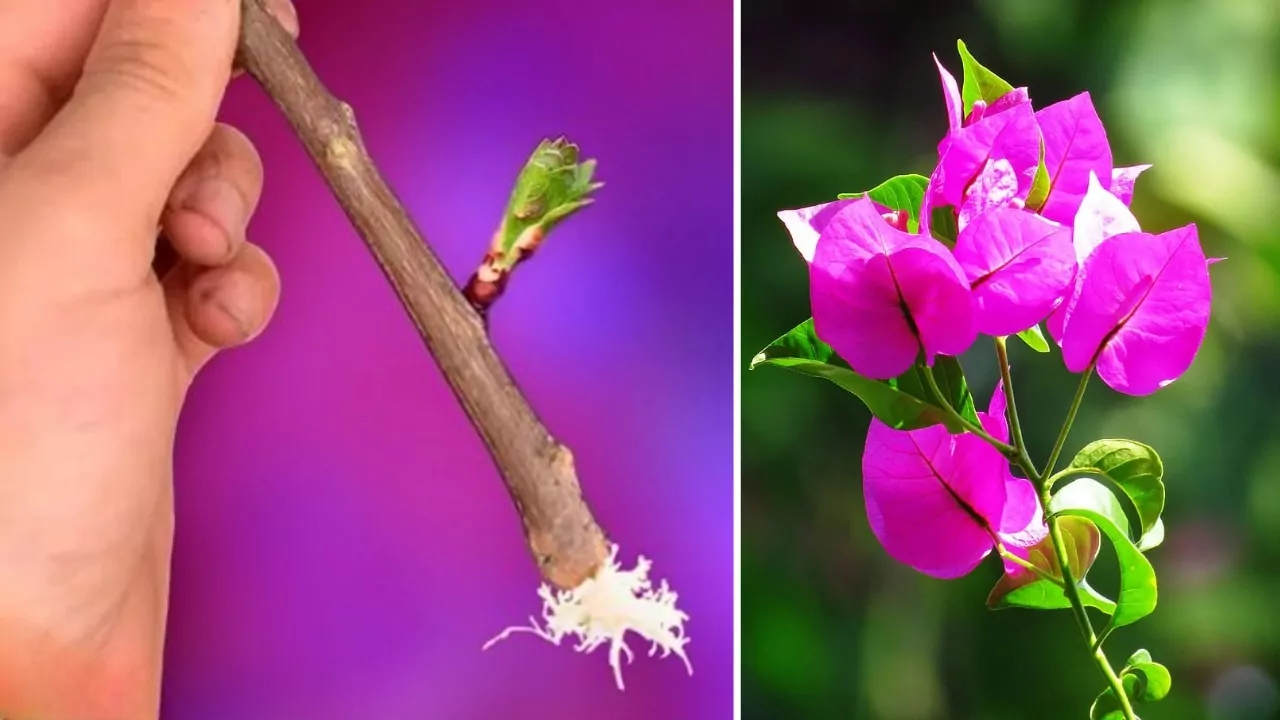 Comment propager des branches de Bougainvilliers sur le balcon ou le ...