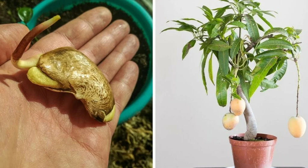 Comment planter une graine de mangue et la cultiver avec succès dans un ...
