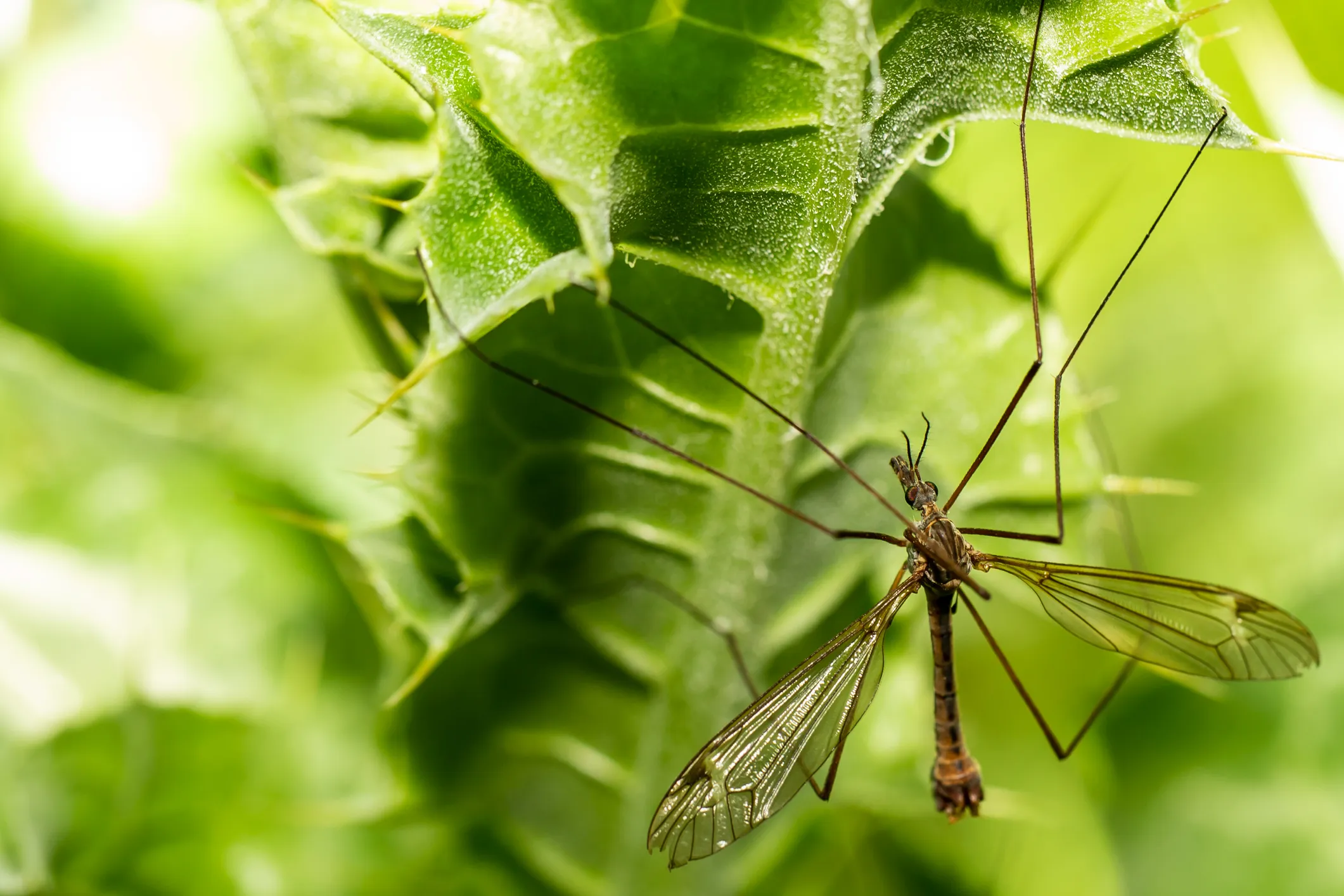 9 conseils pour éloigner les insectes de vos plantes et améliorer leur ...