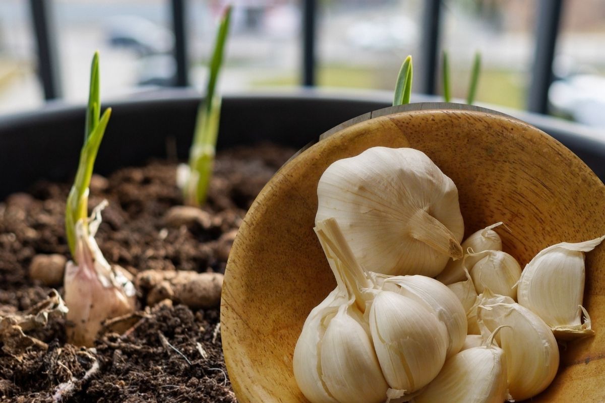 Pourquoi planter une gousse d’ail dans vos pots ? La pointe lumineuse ...