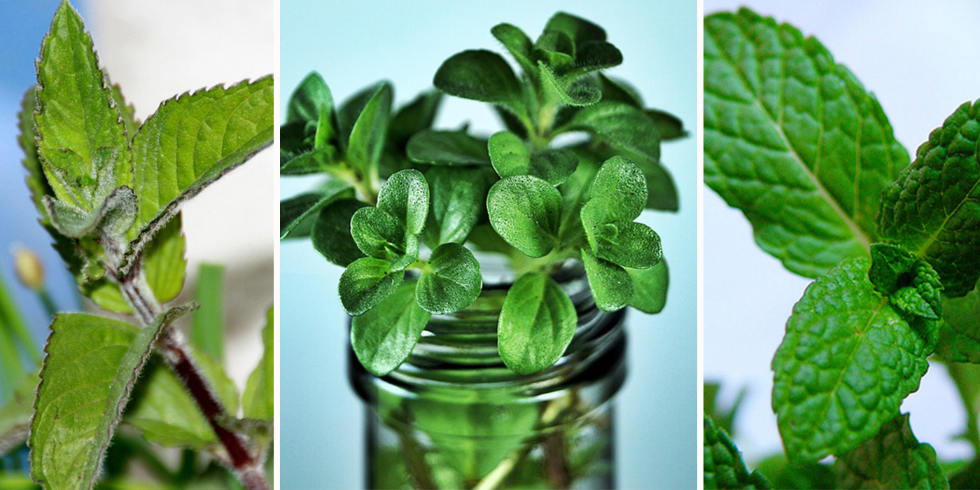 8 plantes aromatiques qui repoussent naturellement les araignées sans ...